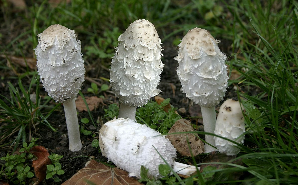 Kam na huby v okolí Bardejovských Kúpeľov a Bardejova